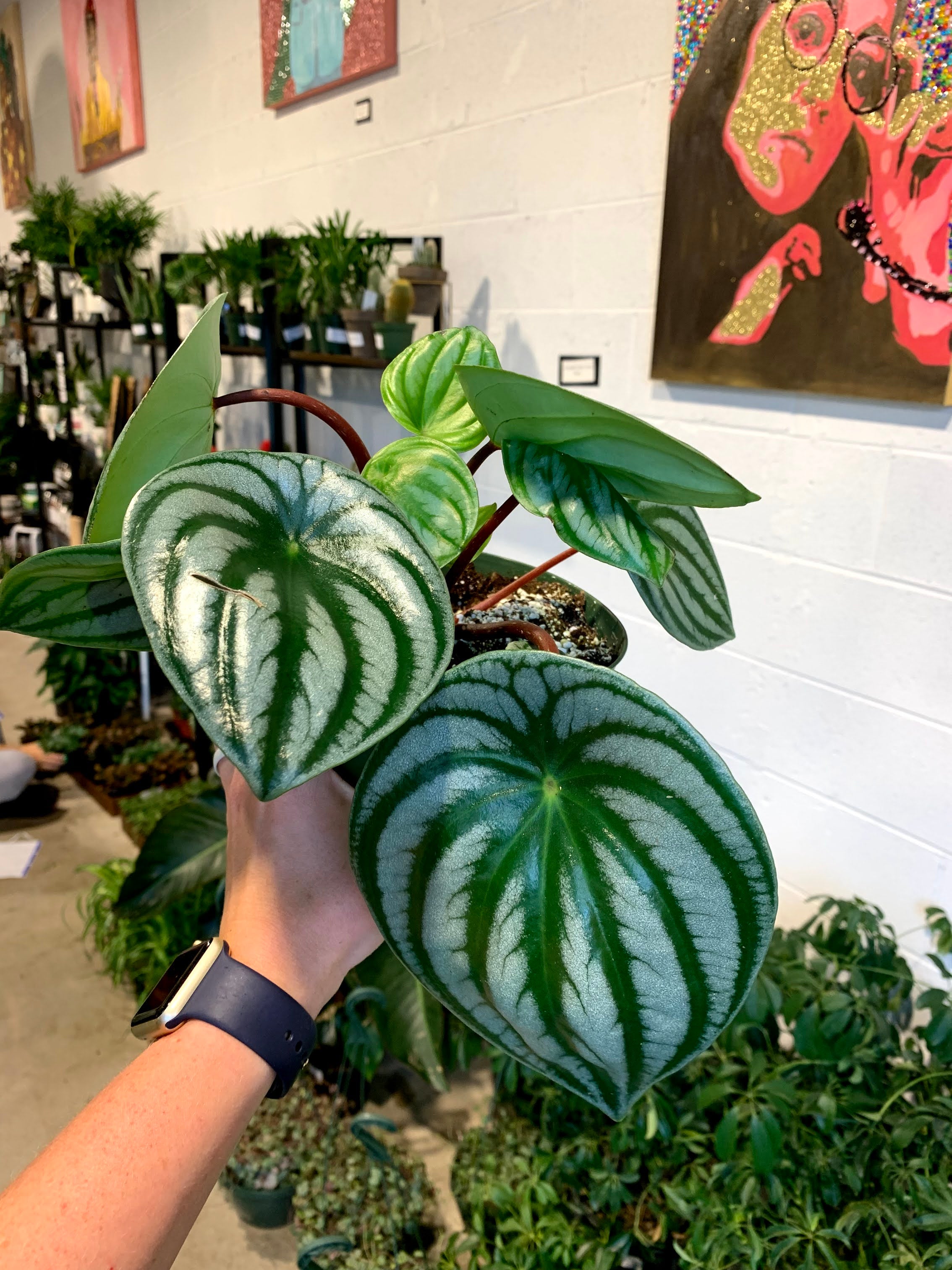 Peperomia | House Plant Collective