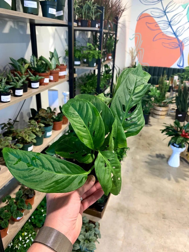 Monstera | House Plant Collective